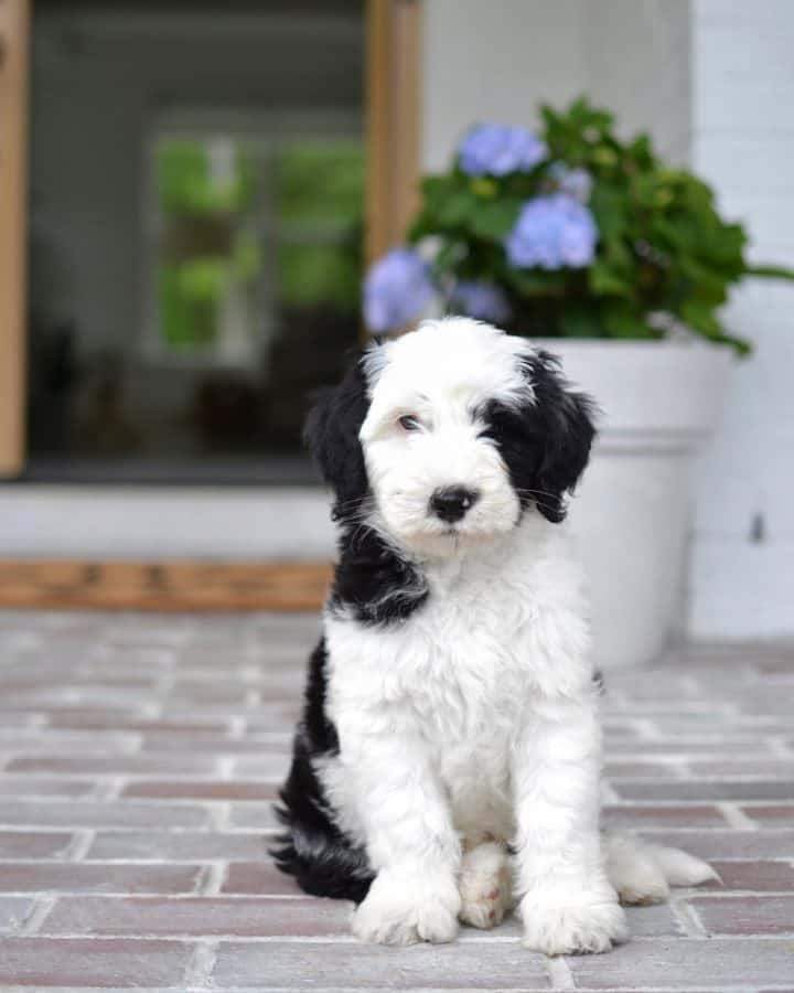 Our Giant Sheepadoodle: The Good, Bad & The Smelly | Chrissy Marie Blog
