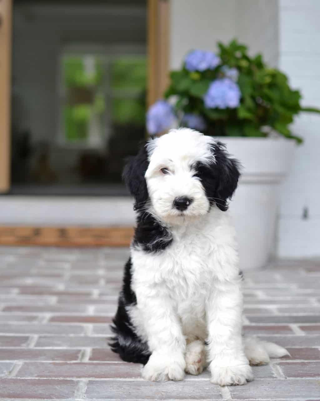 Our Giant Sheepadoodle: The Good, Bad & The Smelly | Chrissy Marie Blog