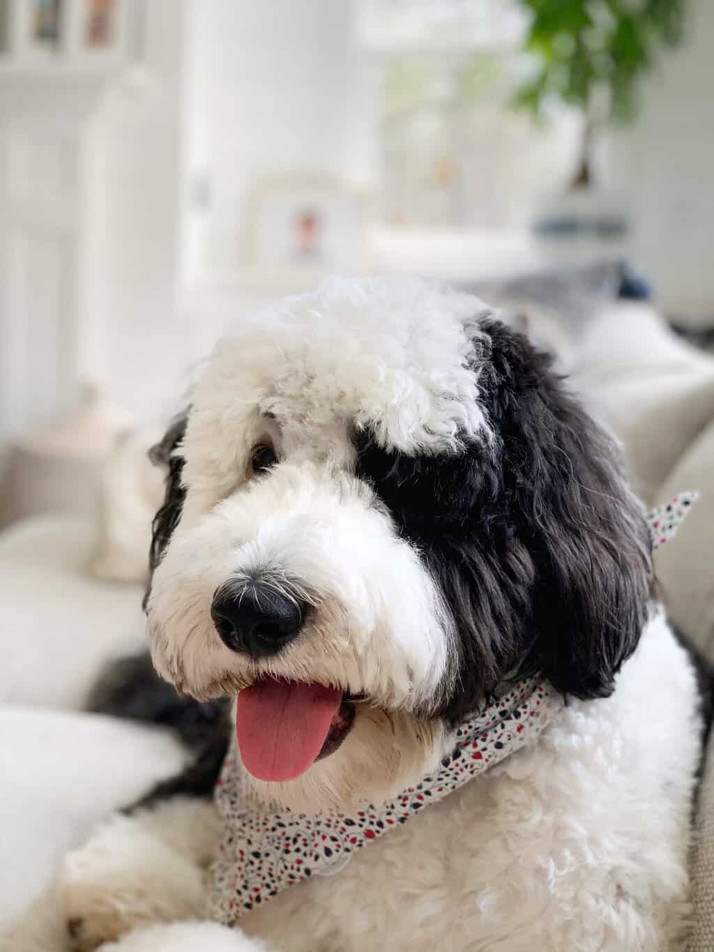 Our Giant Sheepadoodle: The Good, Bad & The Smelly | Chrissy Marie Blog
