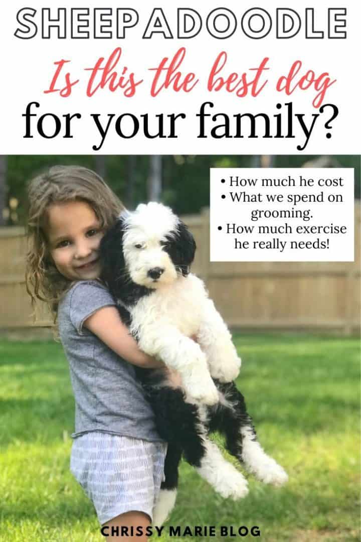 Our Giant Sheepadoodle: The Good, Bad & The Smelly | Chrissy Marie Blog